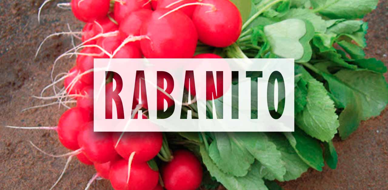 Como sembrar rabanito, cultivo rápido, aprende como!