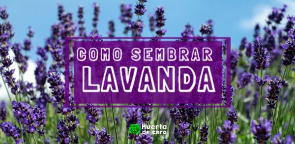 Cómo sembrar lavanda de semilla ️ 【Guía 2026】