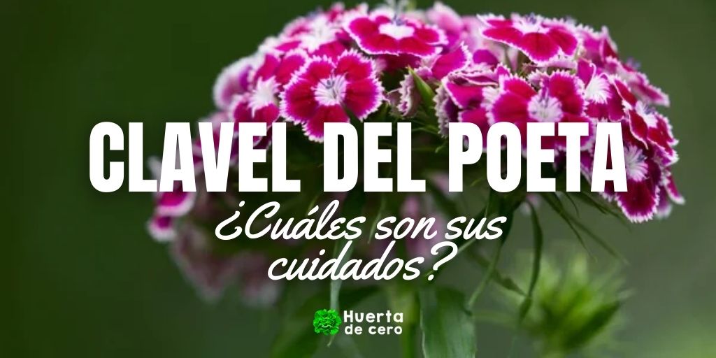 Cómo sembrar Clavel del Poeta y sus cuidados ️ Guía 2022