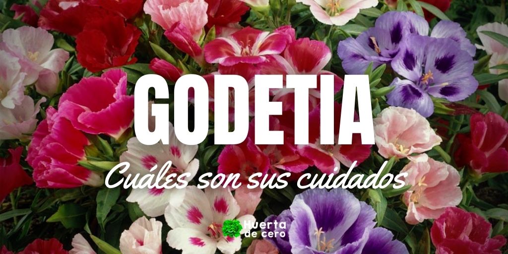 Cómo plantar Godetia, cuales son sus cuidados ️ 2025