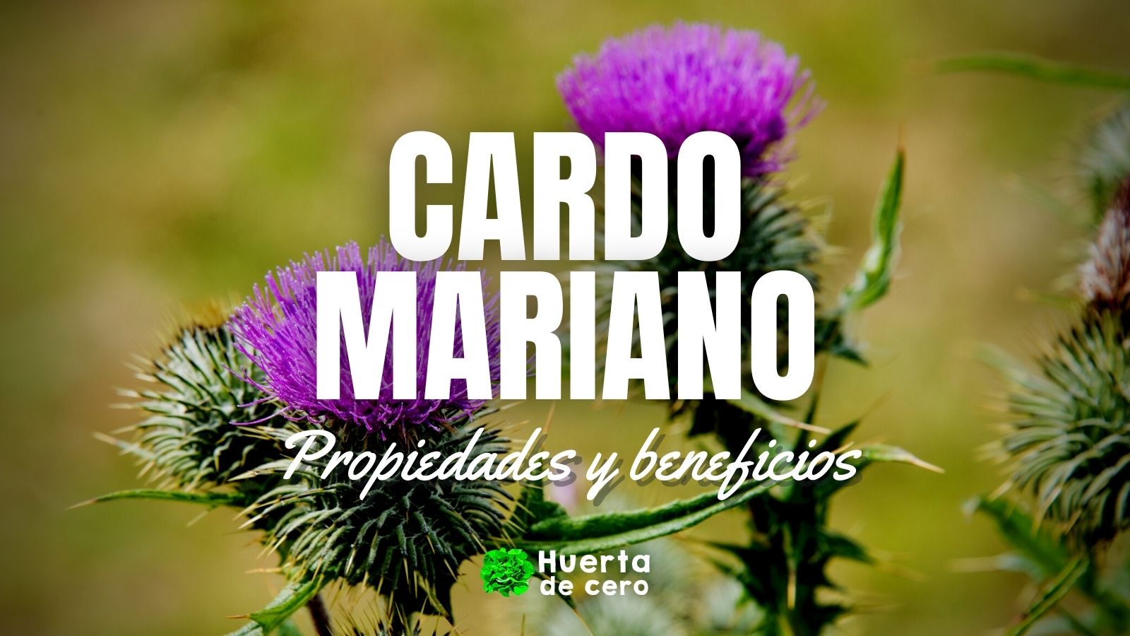 Cardo Mariano - Propiedades y beneficios ️ Guía 2025