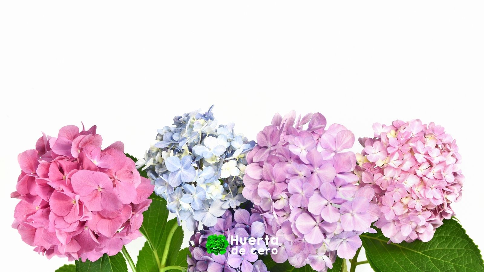 Hortensias: su cuidado, características y tipos ️ 2025