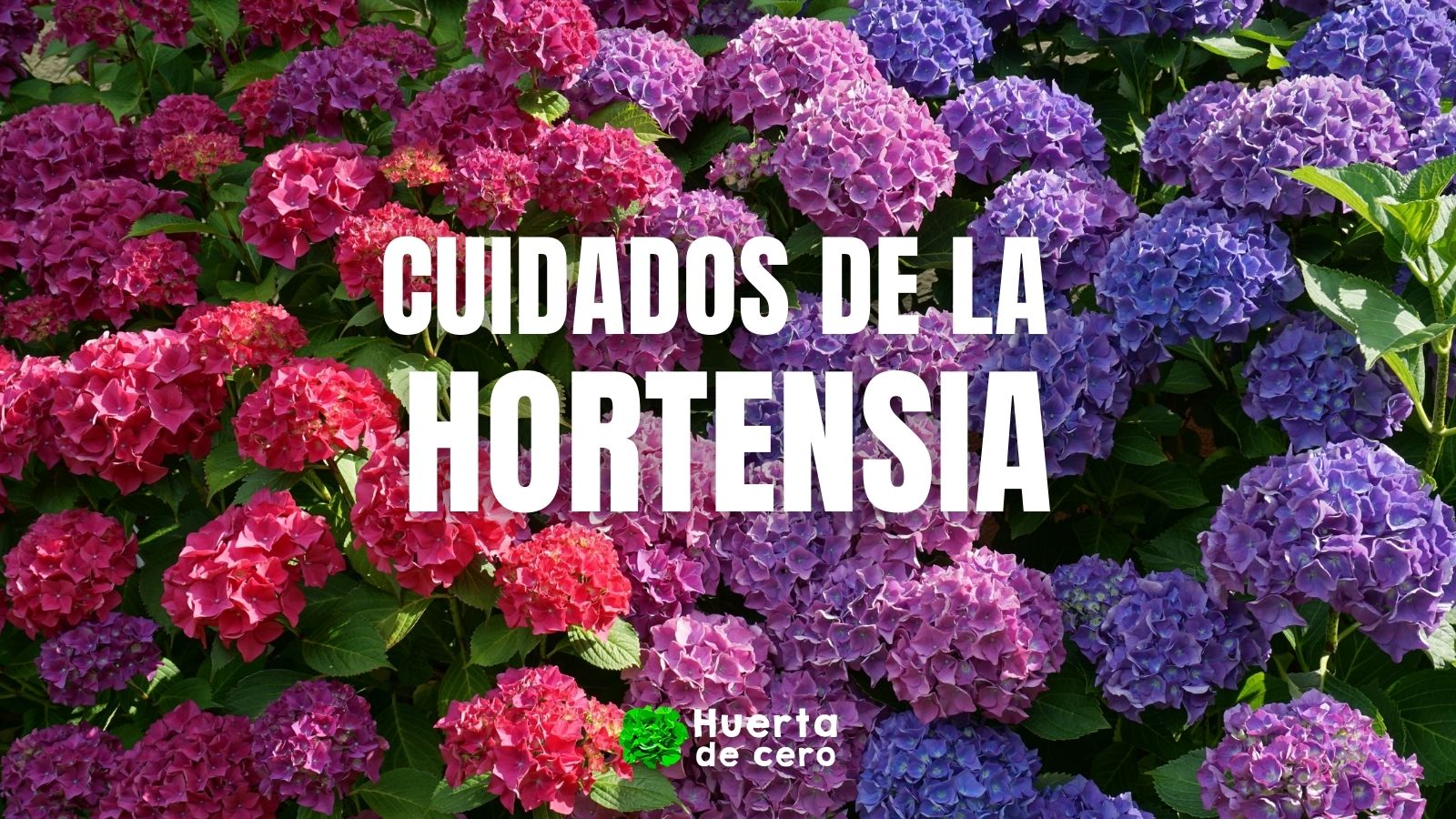 Hortensias: su cuidado, características y tipos ️ 2025