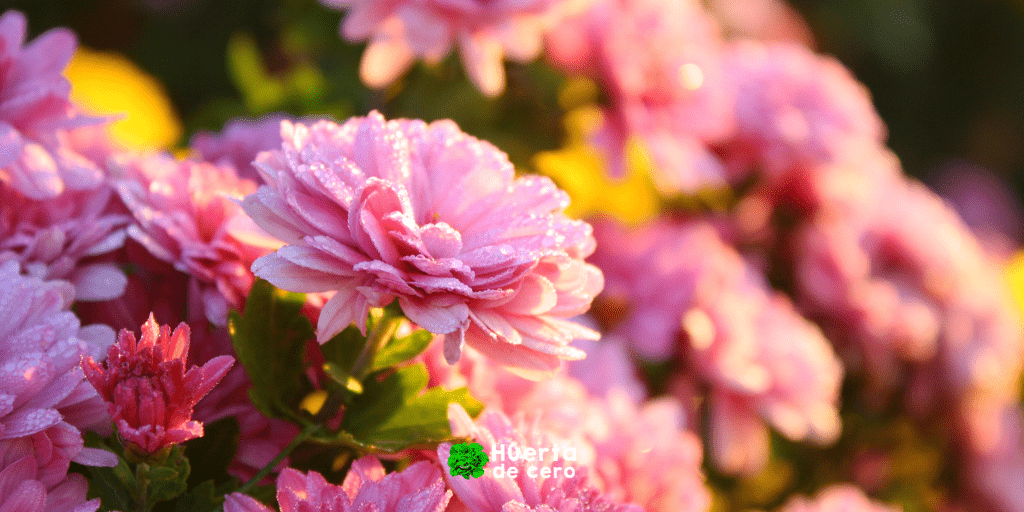 Como sembrar crisantemos ️ Guía 2023