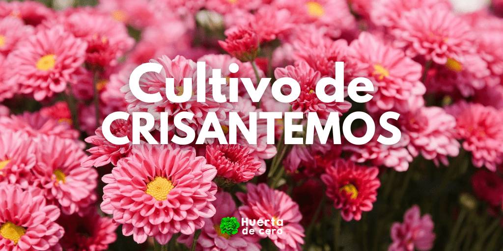 Como sembrar crisantemos ️ Guía 2026